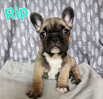 Rip - Puppy Area