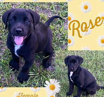 Rose - Puppy Area
