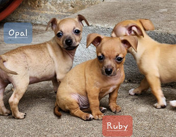 Ruby - Puppy Area