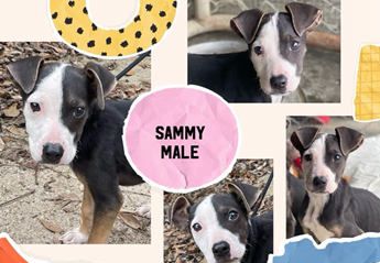 Sammy - Puppy Area
