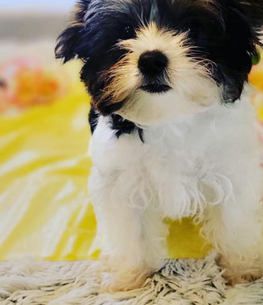 Scootch - Puppy Area