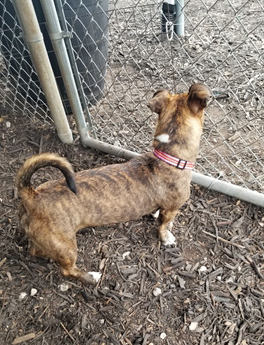 Shortstack - Puppy Area