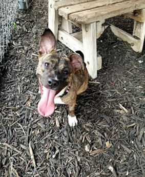 Shortstack - Puppy Area