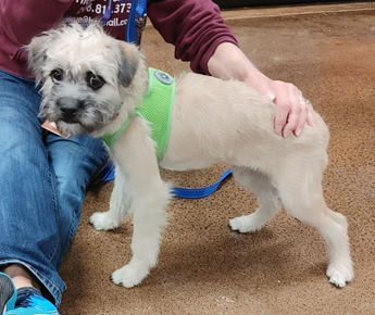 Splinter - Puppy Area