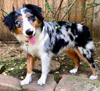 ARPH #14555 – Granite - Puppy Area