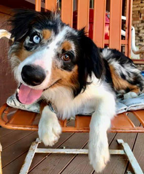 ARPH #14555 – Granite - Puppy Area