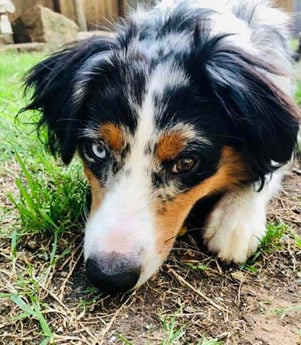 ARPH #14555 – Granite - Puppy Area