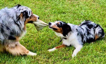 ARPH #14555 – Granite - Puppy Area