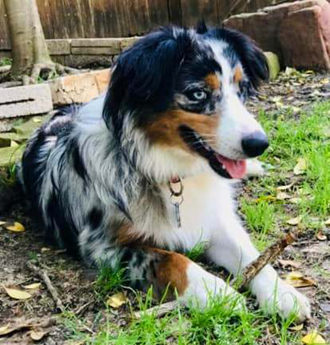 ARPH #14555 – Granite - Puppy Area