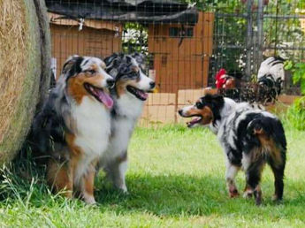 ARPH #14555 – Granite - Puppy Area