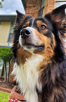 ARPH #14571 – Nikki - Puppy Area