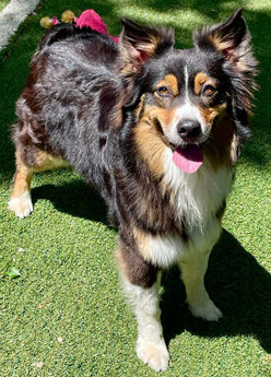 ARPH #14571 – Nikki - Puppy Area