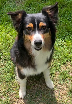 ARPH #14571 – Nikki - Puppy Area