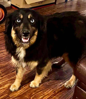 ARPH #14572 – Adele - Puppy Area