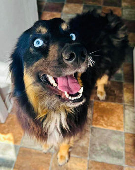 ARPH #14572 – Adele - Puppy Area