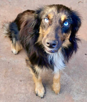 ARPH #14572 – Adele - Puppy Area