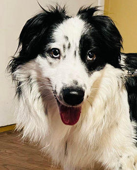 ARPH #14573 – Onyx - Puppy Area