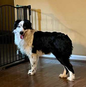 ARPH #14573 – Onyx - Puppy Area