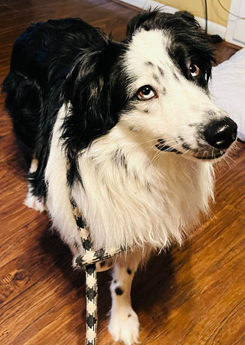 ARPH #14573 – Onyx - Puppy Area