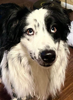 ARPH #14573 – Onyx - Puppy Area