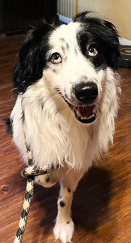 ARPH #14573 – Onyx - Puppy Area