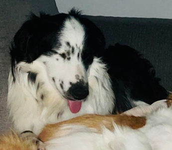 ARPH #14573 – Onyx - Puppy Area