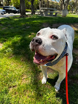 Austin Butler - Puppy Area