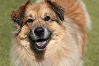 Bacchus - Puppy Area