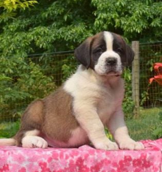 Charlie - Puppy Area