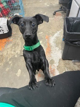 Charlie - Puppy Area