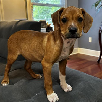 Chestnut - Puppy Area