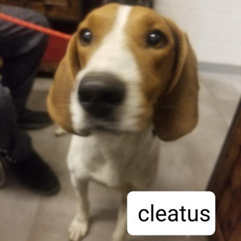 Cleatus - Puppy Area