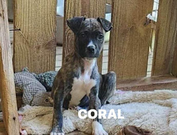 Coral - Puppy Area