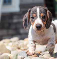 Domonic - Puppy Area