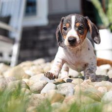 Domonic - Puppy Area