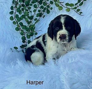 Harper - Puppy Area
