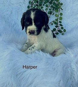 Harper - Puppy Area