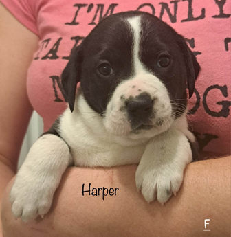 Harper - Puppy Area