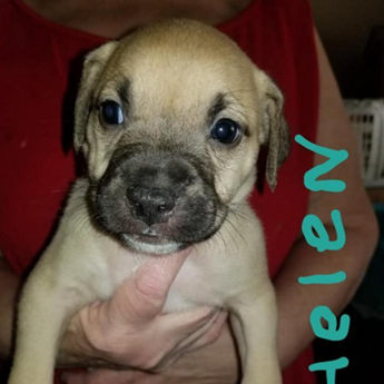 Helen aka Emma RD - Puppy Area