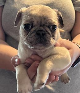 Milo Jr - Puppy Area