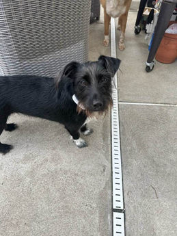 Misty Jeter - Puppy Area