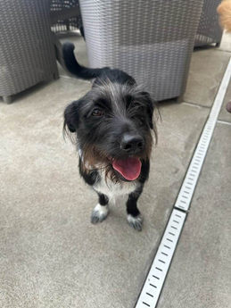 Misty Jeter - Puppy Area