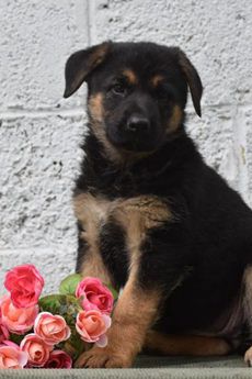 Petunia - Puppy Area