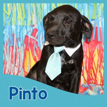 Pinto - Puppy Area
