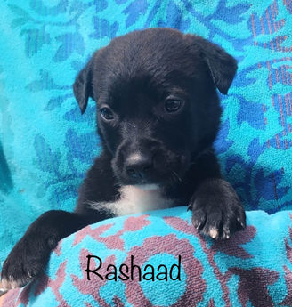 Rashaad - Puppy Area