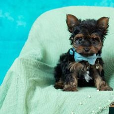 Rolo Yorkie - Puppy Area