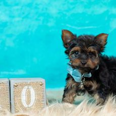 Rolo Yorkie - Puppy Area