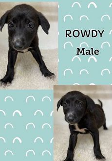 Rowdy - Puppy Area