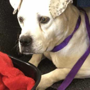 Ruby Rose - Puppy Area