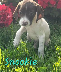 SNOOKIE | Puppy Area